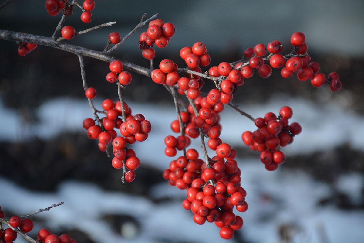 Илекс: история, символика и выращивание в саду